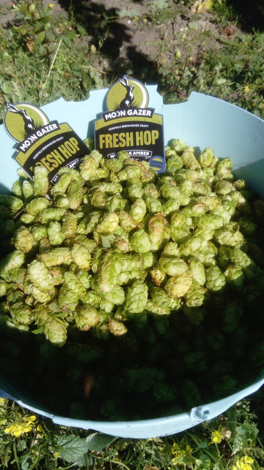 Norfolk fresh hops, Norfolk malt – a very special limited-edition ...